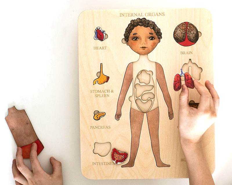 Human Anatomy Puzzle My Wooden Toys Human Anatomy Puzzle My Wooden Toys